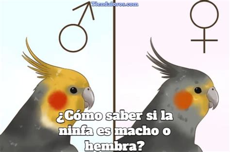 Identifica tu NINFA MACHO o HEMBRA Descúbrelo