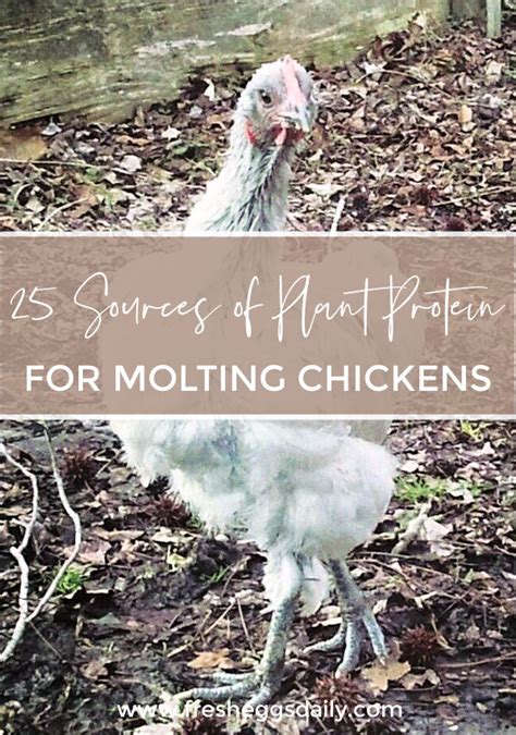 25 Sources Of Plant Protein For Molting Chickens Fresh Eggs Daily