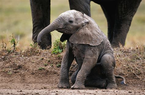 Elephant Filmed Giving Birth In Wild In Incredibly Rare Footage Newsweek