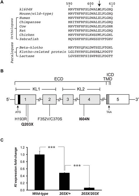 Protein Sequence Alignment Mutation Location And Renal Kl Gene