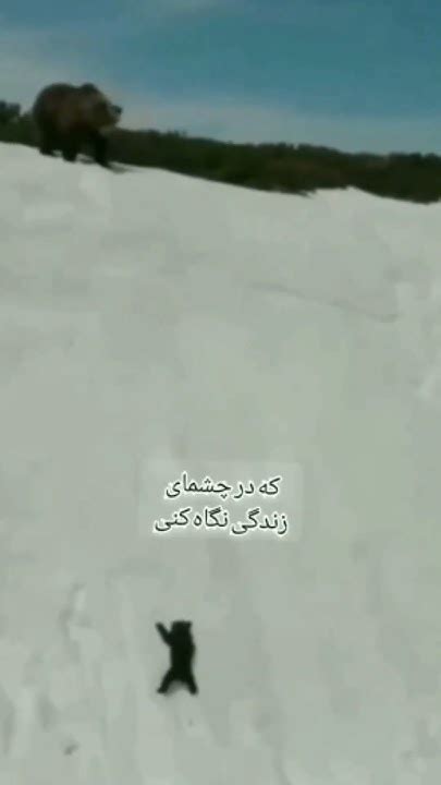 این بچه خرس را بیبین لحظه ی که به موفقیت برسد سقوط می‌کند اما متوقف نمی
