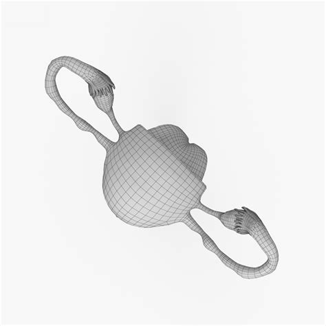 Female Reproductive 3d Model Turbosquid 1679927