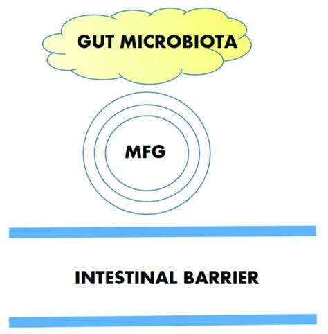 Schematic Representation Of The Molecular Structural Interplay In Mfg Download Scientific