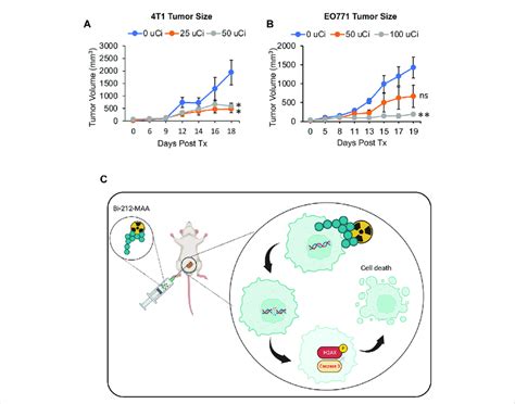 Intratumoral Delivery Of Bi 212 Maa Prevented Orthotopic Breast Tumor