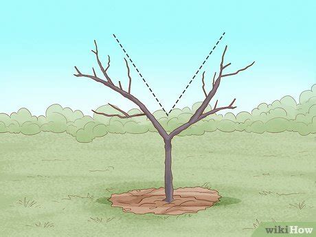 How To Prune A Peach Tree A Step By Step Guide