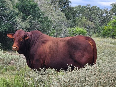 Herd Sire Poses Lazy P Ranch