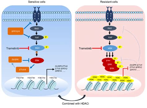 schematic model illustrating the role of enhancer reprogramming in