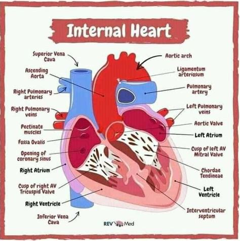 CSIR NET 2025 Result Exam Dates Syllabus Eligibility Tips