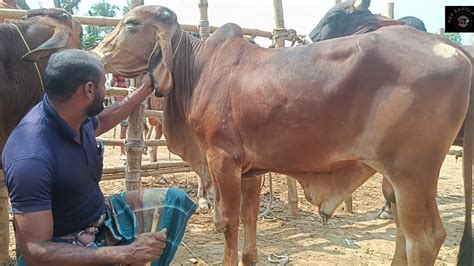 ২২ মার্চ২৪ নেপালী গীর জাতের বর্ডার পার ষাঁড় বাছুর গরুর কেনা বেচা