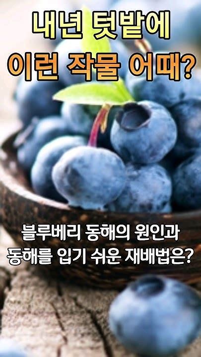 블루베리 월동 대비는 어떻게 나에게 맞는 품종 선탁 방법 동해 예방과 월동 방법 Youtube