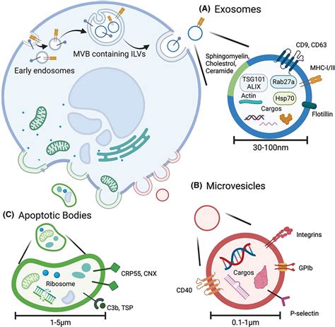 Biogenesis Pathways And Biochemical Compositions Of A Exosomes B