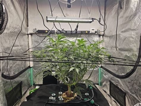 Diy 17 Gal Tote Rdwc Twisted Tree Genetics Rautoflowers