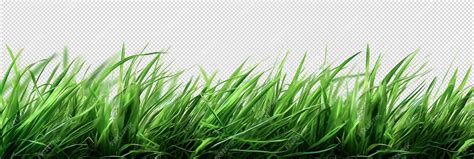 Premium Psd Various Types Of Grass Isolated