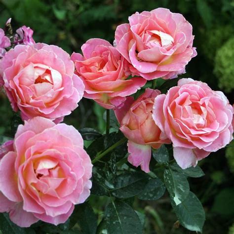 Роза Грандифлора Фото – Telegraph