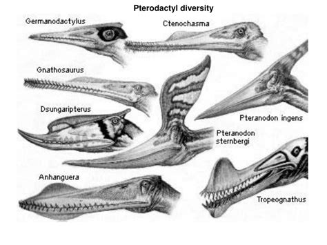 Ppt Synapsids Anapsids Diapsids Powerpoint Presentation Free