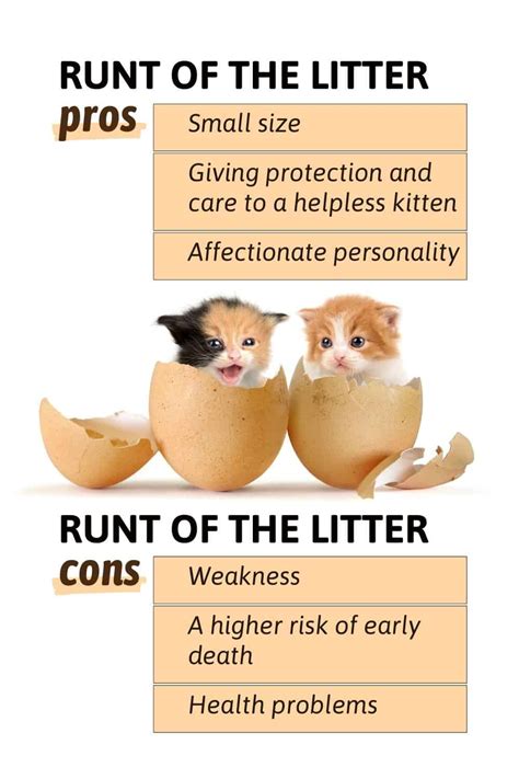 Runt Of The Litter Pros And Cons
