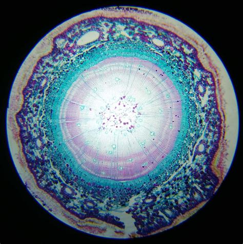 Microscopes Telescopesnz