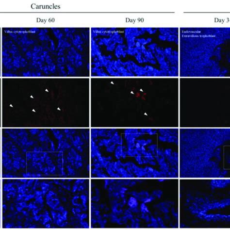 Immunofluorescence Detection Of 20α Hsd Protein Expression Patterns In