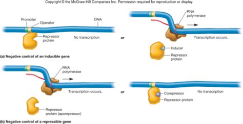 Regulation Of Cellular Processes Flashcards Quizlet Regulation Of Cellular Processes Flashcards Quizlet