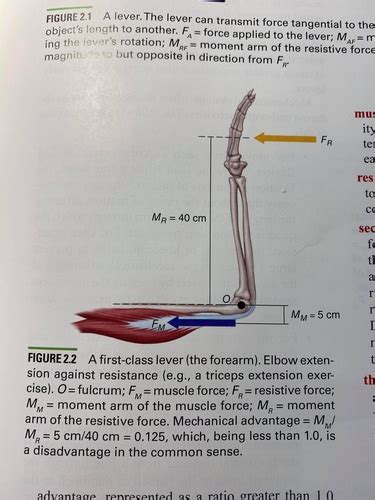 First Class Lever Triceps