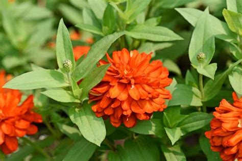 The Amazing Zahara Zinnia Everything You Need To Know Minneopa Orchards