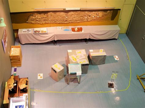 飛ノ台史跡公園博物館で取掛西貝塚の出土資料を展示一万年前の貴重な資料の企画展 みんなで船橋を盛り上げる船橋情報サイトMyFunaねっと
