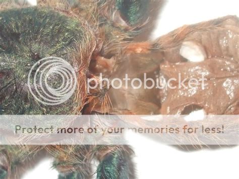 Help Sexing My Gbb Please Reptile Forums