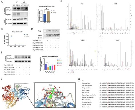 Int J Biol Sci 瑞金医院章雄 刘琰团队首次报道pkm2乳酸化修饰代谢调控机制 知乎