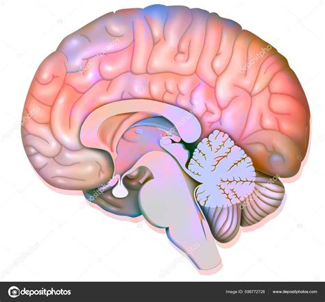 Sagittal Cut Of Brain