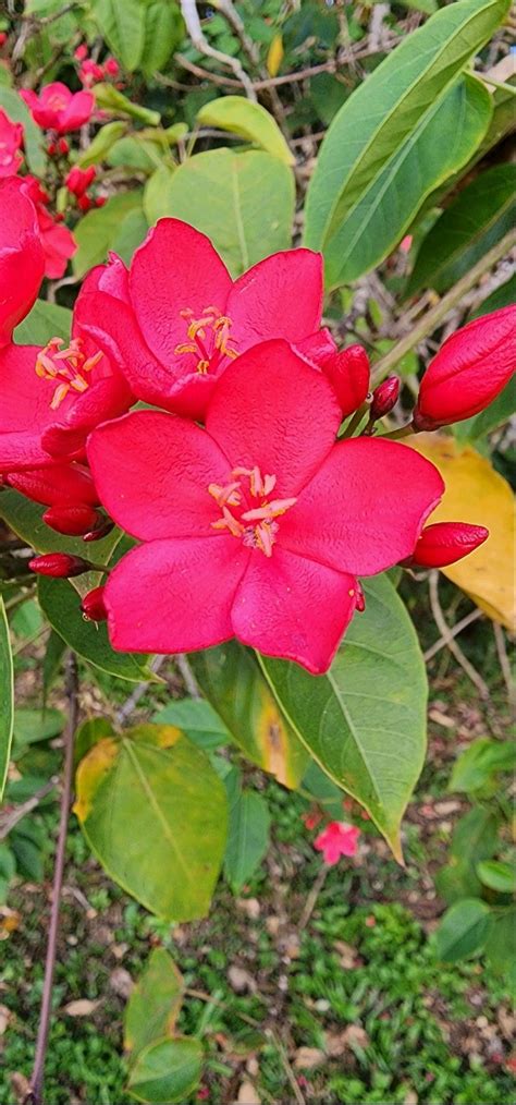 Jonathan Frank Krystian Blas Diaz On Linkedin Cargocultsforall Chamoritagirl