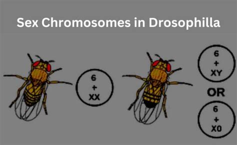 What Is Sex Determination Sex Chromosomes And Sex Determining Genes