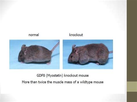 Knock Out Mice