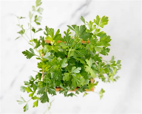 Parsley Spotlight Growing Harvesting Recipes And More The Sage