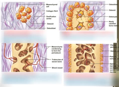 Intramembranous Ossification Diagram Quizlet