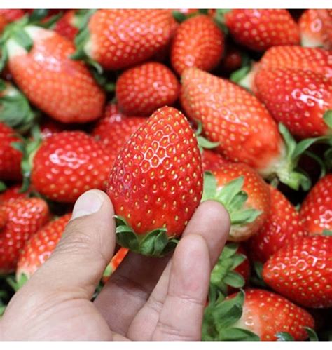 산지직송 국내산 딸기 500g 500g X 1팩 팩당 12 15과 티몬