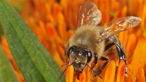 Purdue Entomology Resource Offers Guidelines For Effective Neonicotinoid Use And Alternatives