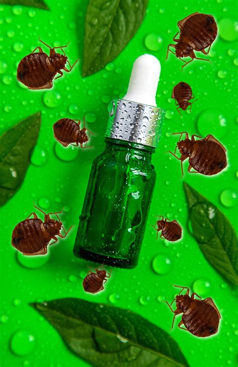 Does Tea Tree Oil Kill Bed Bugs Effects Of Tea Tree Oil