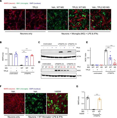 Tpl2 Kinase Activity Regulates Microglial Inflammatory Responses And