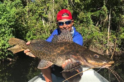Peixe Cará Saiba Tudo Sobre Este Peixe