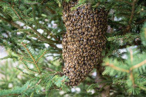 HIVE PROGRESS The Busy Bees 2024 Progress Report Week 16
