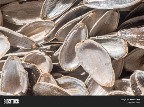 Closeup Empty Shells Image And Photo Free Trial Bigstock