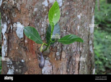 A Jack Fruit Flower Bud Grows On A Small Branch Emerged From Large Jack Tree Artocarpus
