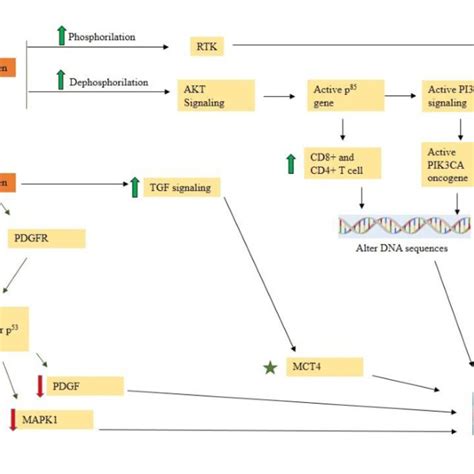 Molecular Signaling Pathway In Cancer Formation Download Scientific