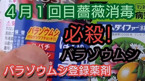 薔薇の消毒 4月1回目 開花前の大事な時期に出るバラゾウムシに登録の有る薬剤 ベニカR乳剤 を使う YouTube