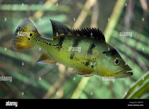 Butterfly Peacock Bass Cichla Ocellaris Stock Photo Alamy