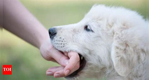 What To Do Immediately After A Dog Bite Important Tips To Avoid Rabies
