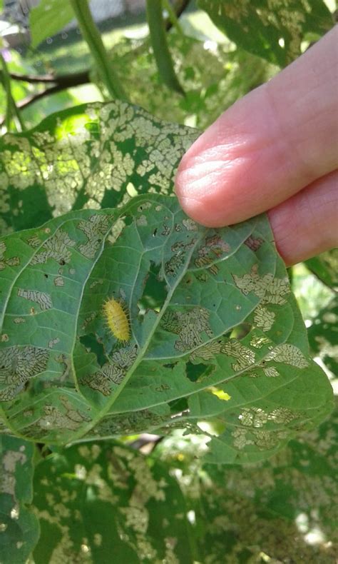 10 Common Fuzzy Bugs You May Encounter With Pictures