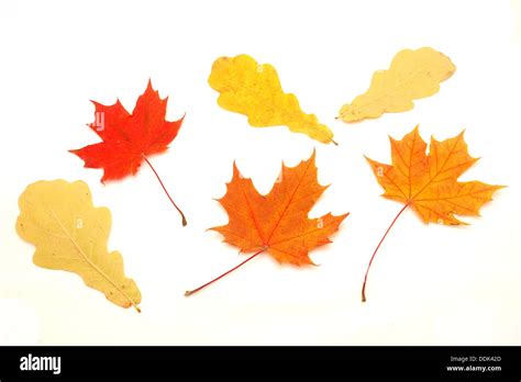 Multi Colored Leaves On A White Background Stock Photo Alamy