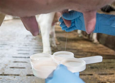 Association Between Teat End Hyperkeratosis And Mastitis In Dairy Cows