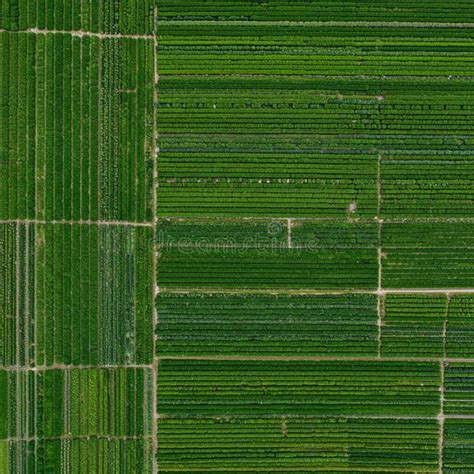 Aerial View Showcasing Agricultural Fields With Precise Rectangular Plots Each Plot Is Stock